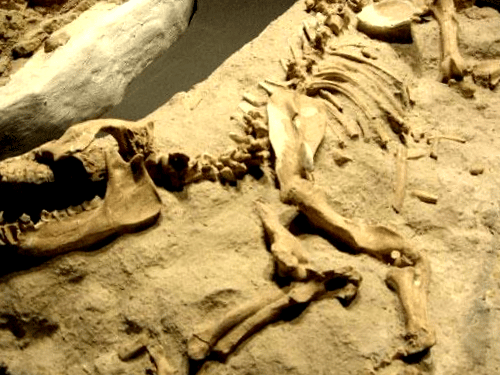 Fossile de Rex | Dinosauress