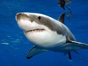 Tout sur les lamniformes et leur origine | Dinosauress