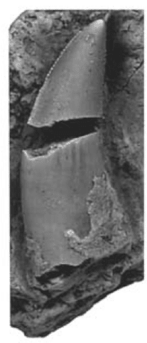 Avalonianus | Dinosauress